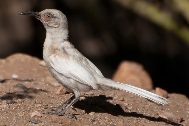 Avian Color Aberrations and Leucism – HollandWest