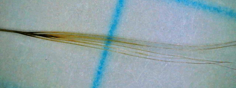 THERE ARE NINE TYPES OF FEATHERS – HollandWest